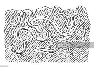 FLEUR DE SOL – Bureau d'études conseil sur les sols et la nature en ville